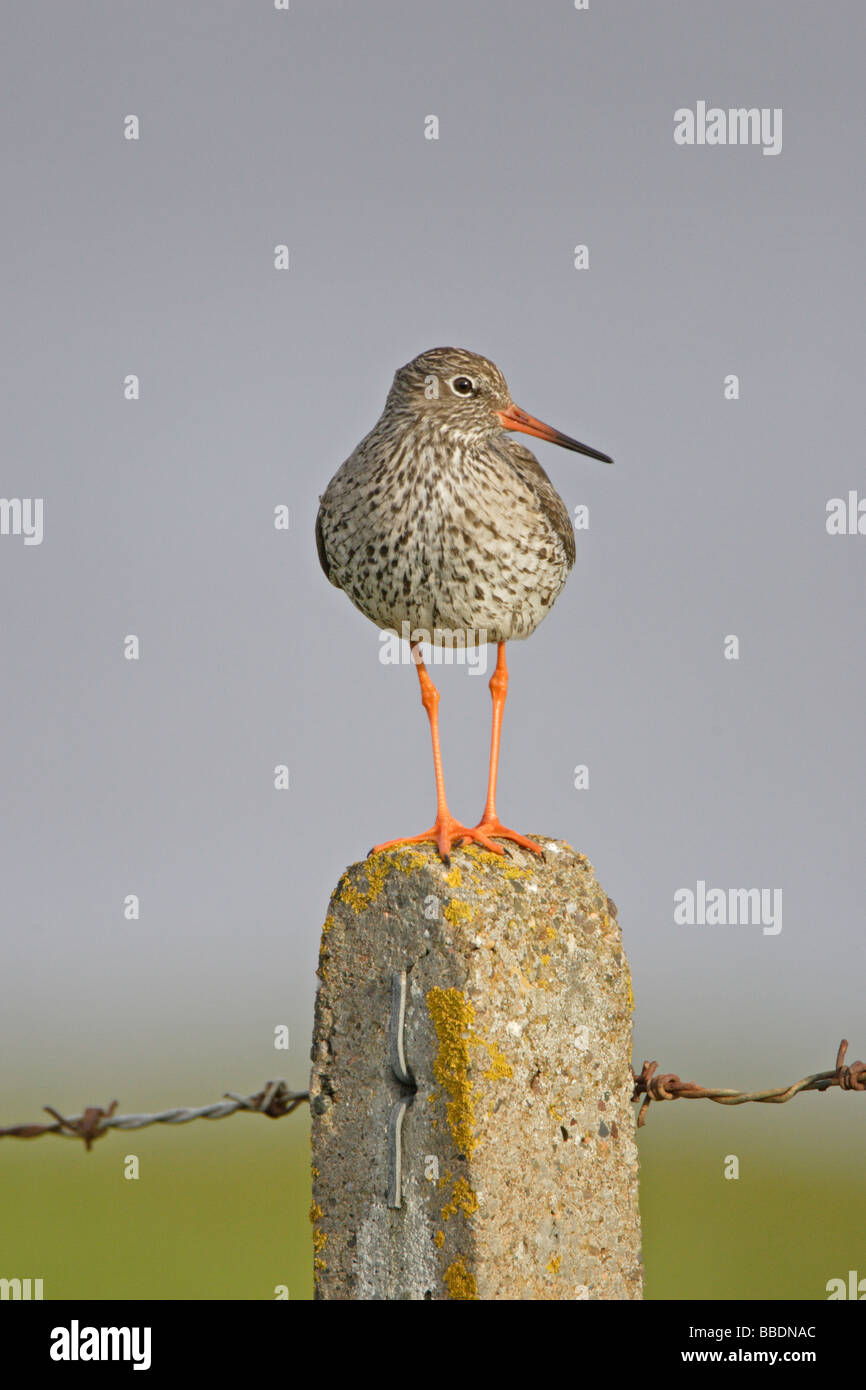 Common Redshank on a post Stock Photo - Alamy