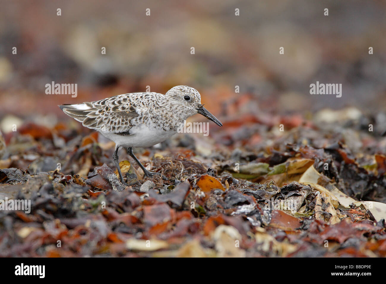 Sanderling on beach Stock Photo - Alamy