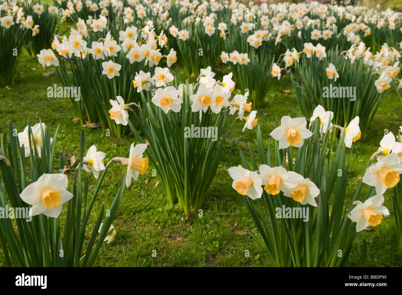 Daffodils in Sheffields City Botanical Gardens in spring time South ...