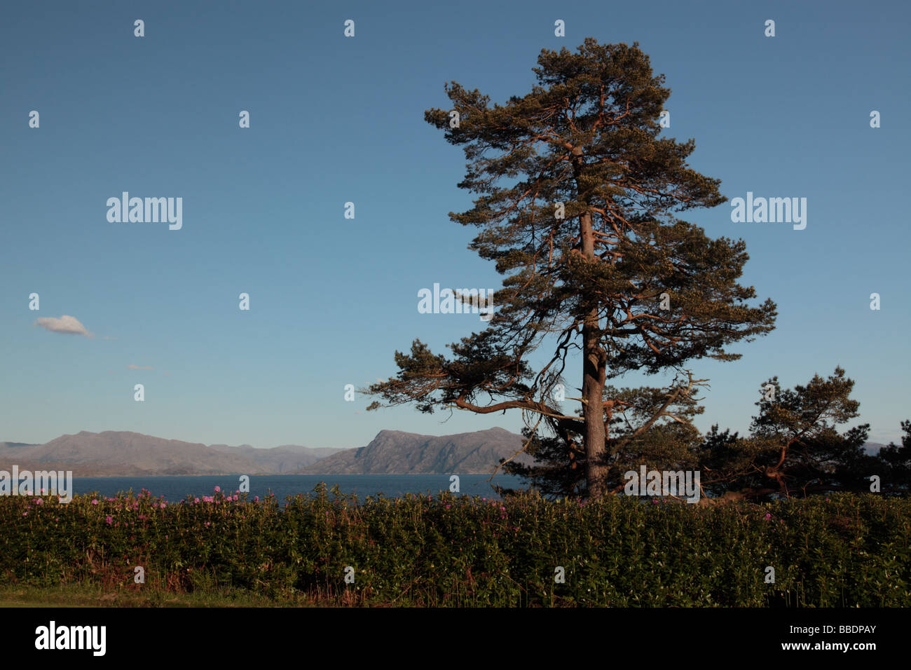 Scots pine tree hi-res stock photography and images - Alamy