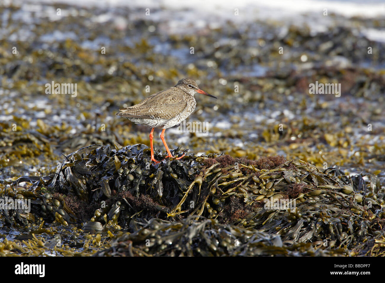 Redshank on beach hi-res stock photography and images - Alamy