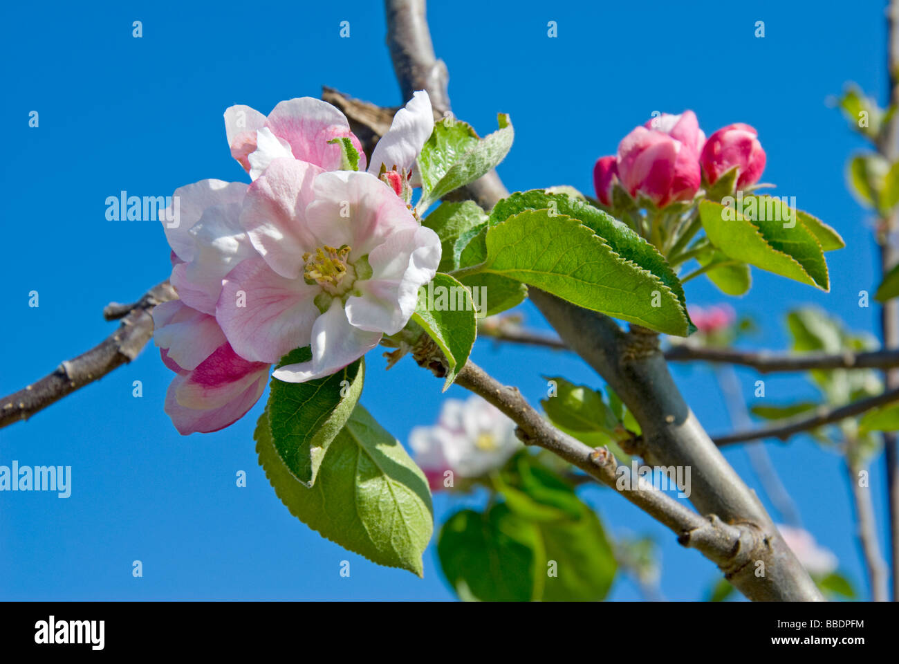 Flower Of Kent Apple Tree Fruit