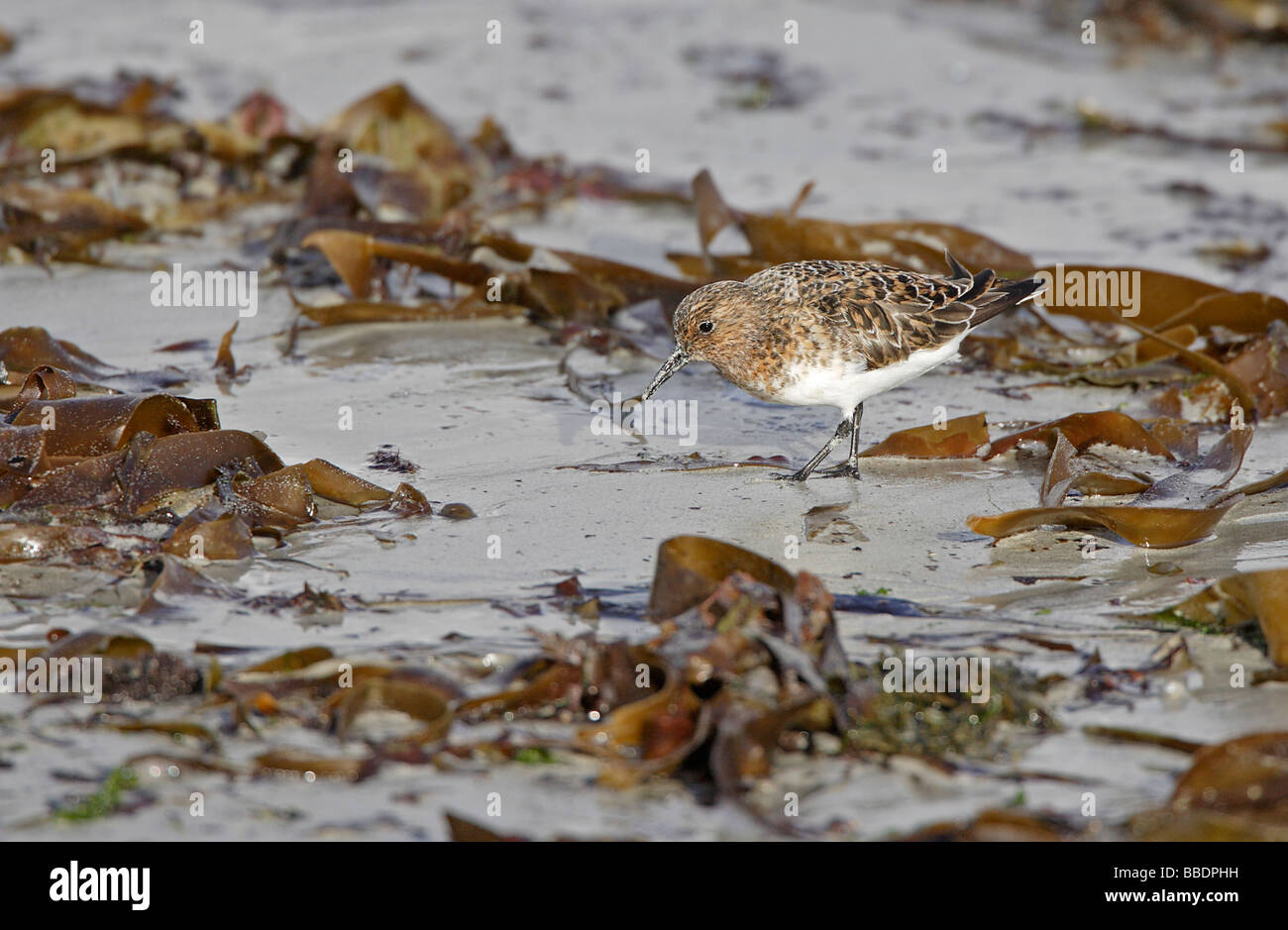 Sanderling on beach Stock Photo - Alamy