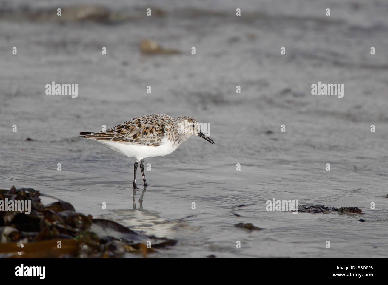 Sanderling on beach Stock Photo - Alamy