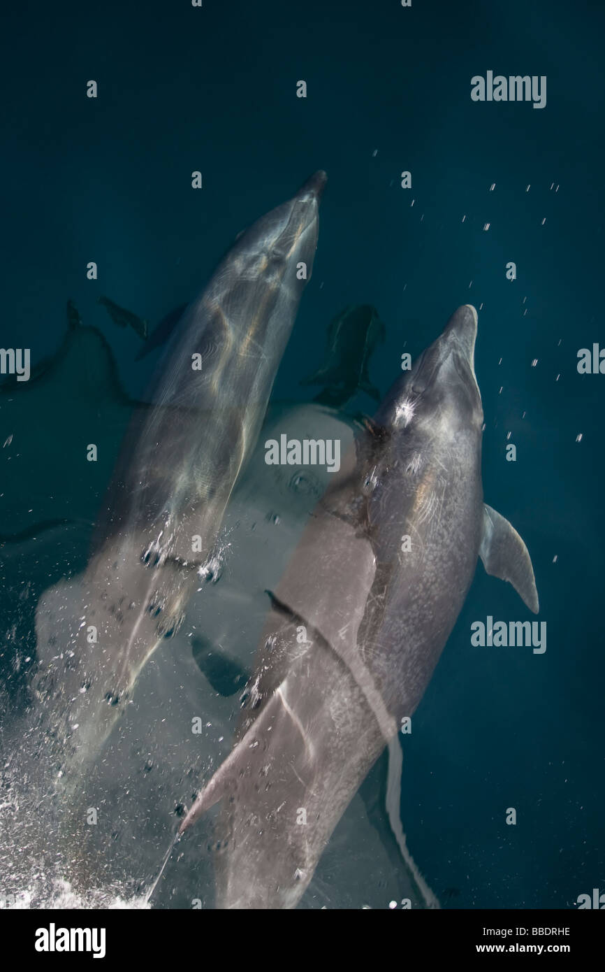 Bowriding dolphin hi-res stock photography and images - Alamy