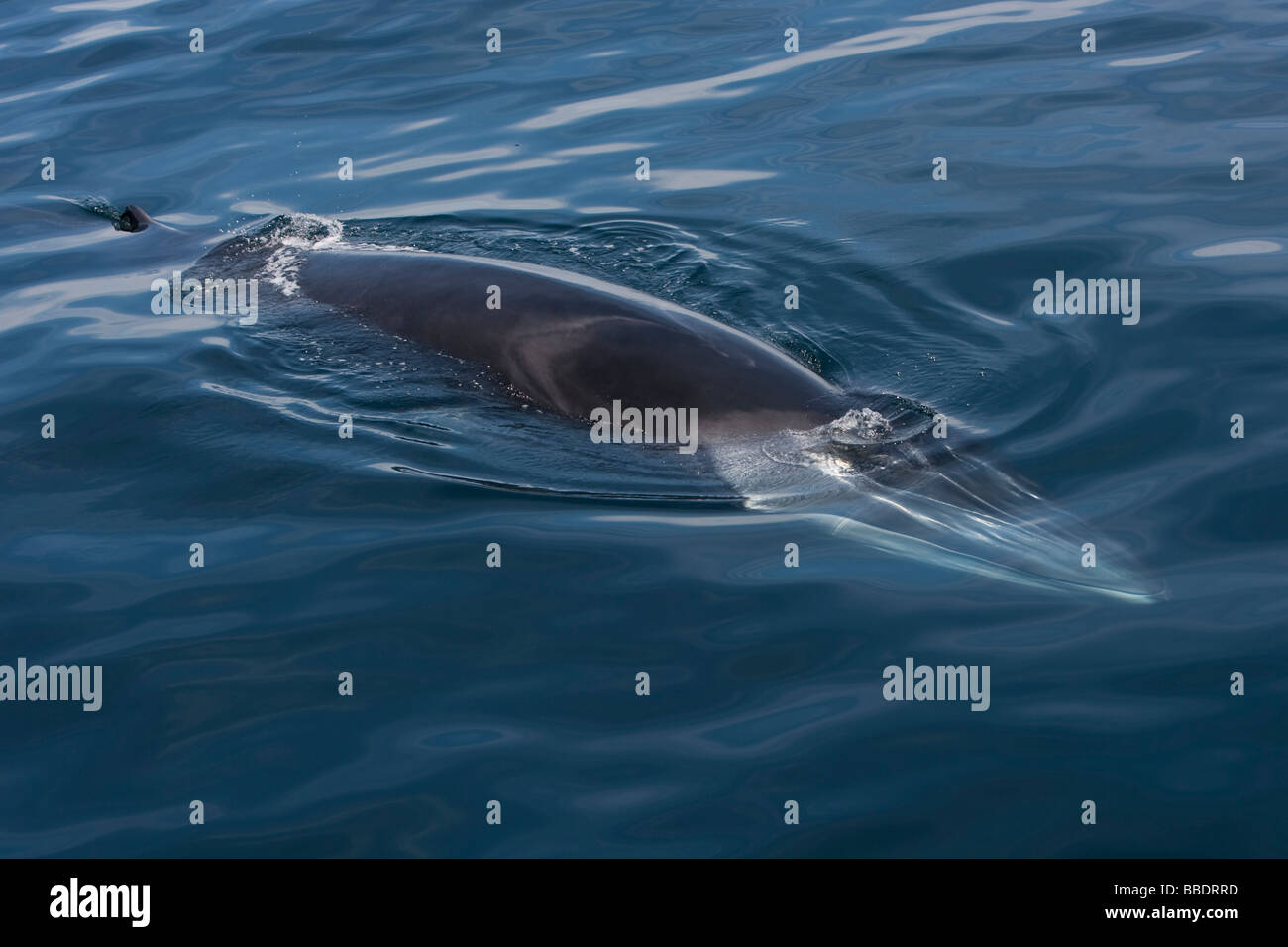 Fin Whale Balaenoptera physalus Finnwal head with blowhole and typical ...