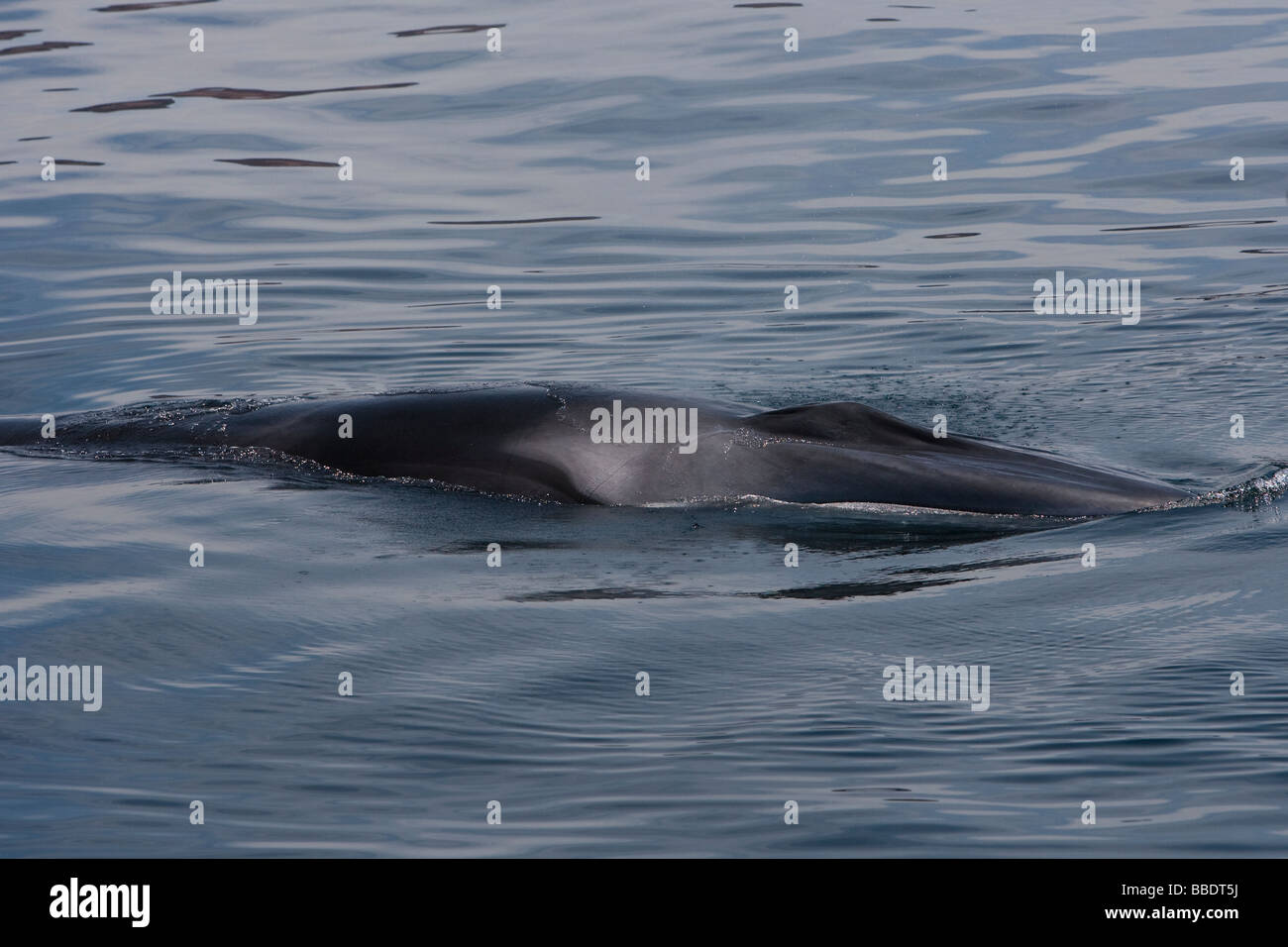Fin whale finback whale razorback hi-res stock photography and images ...