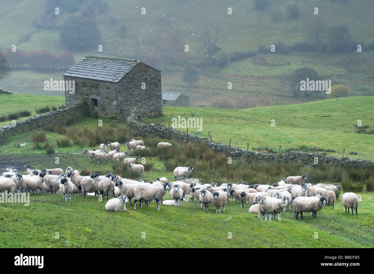 Stone wall and barn near Keld, Swaledale, North Yorkshire, UK Stock ...