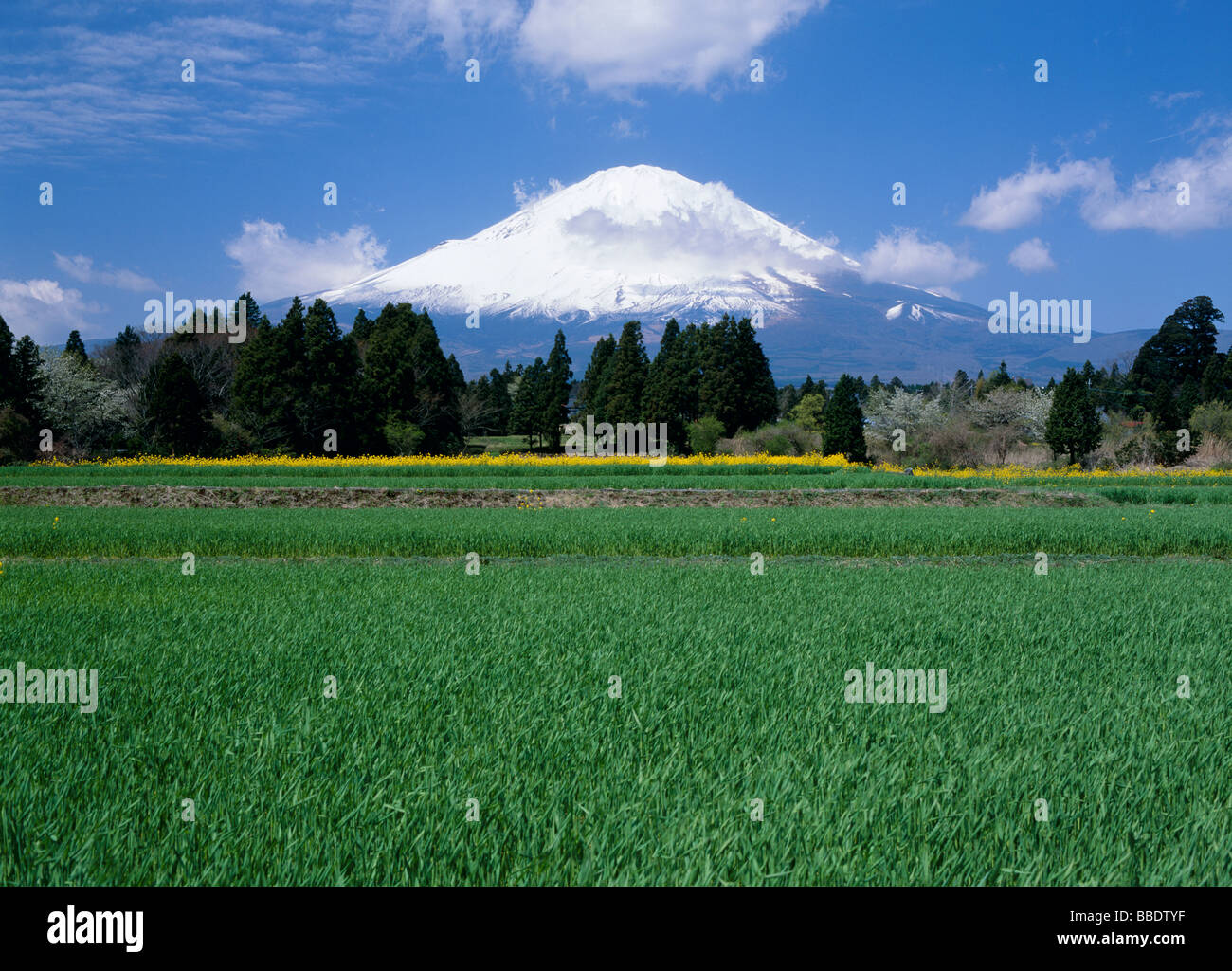 Mt.Fuji And Green Field Stock Photo - Alamy