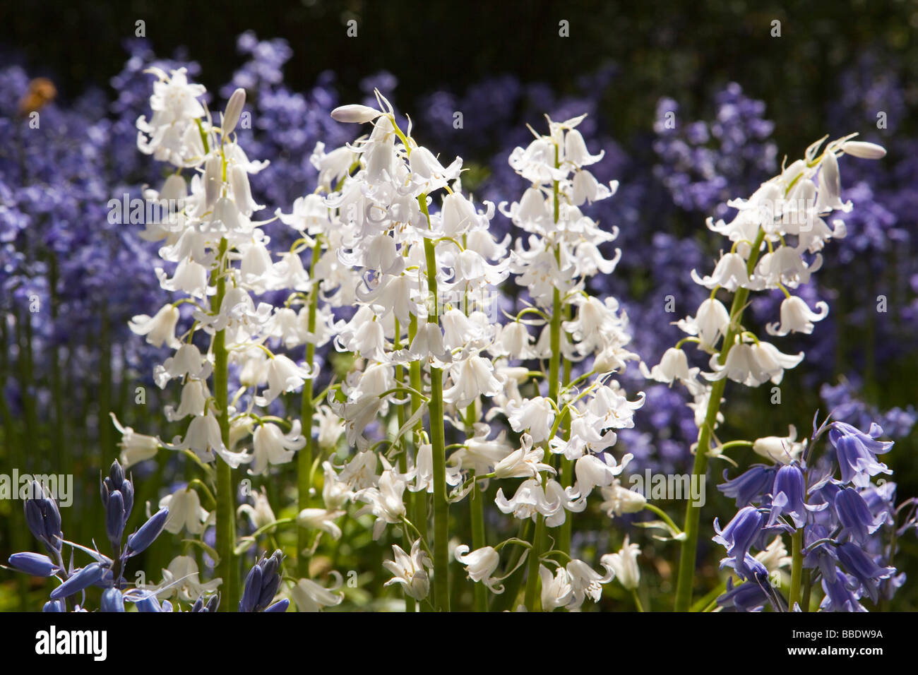 UK England Norfolk Winterton on Sea bluebells Stock Photo - Alamy
