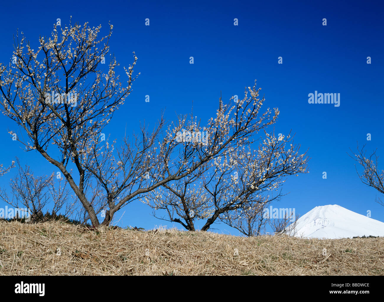 Fuji susono hi-res stock photography and images - Alamy