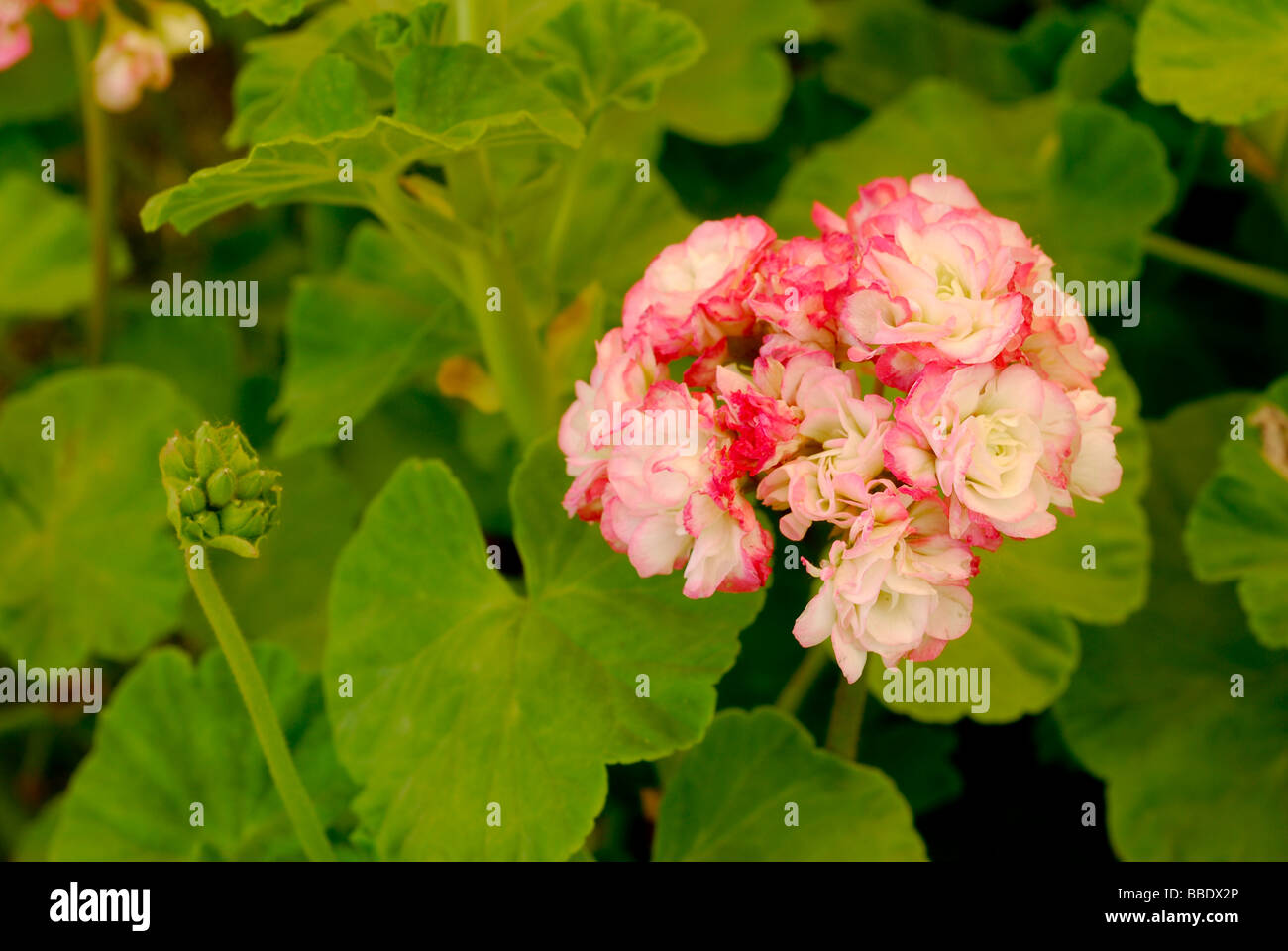 Pelargonium pelargonium sp hi-res stock photography and images - Alamy