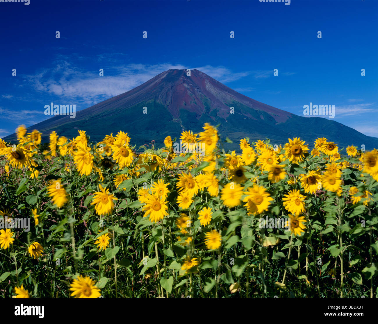 Mt.Fuji And Sunflower Stock Photo - Alamy