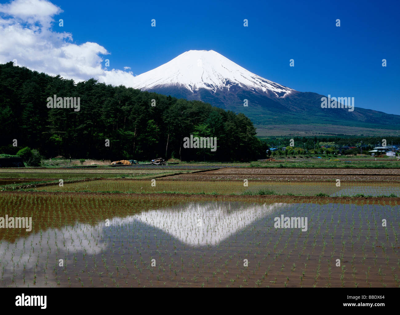 Reflection Of Mt.Fuji On Rice Field Stock Photo - Alamy