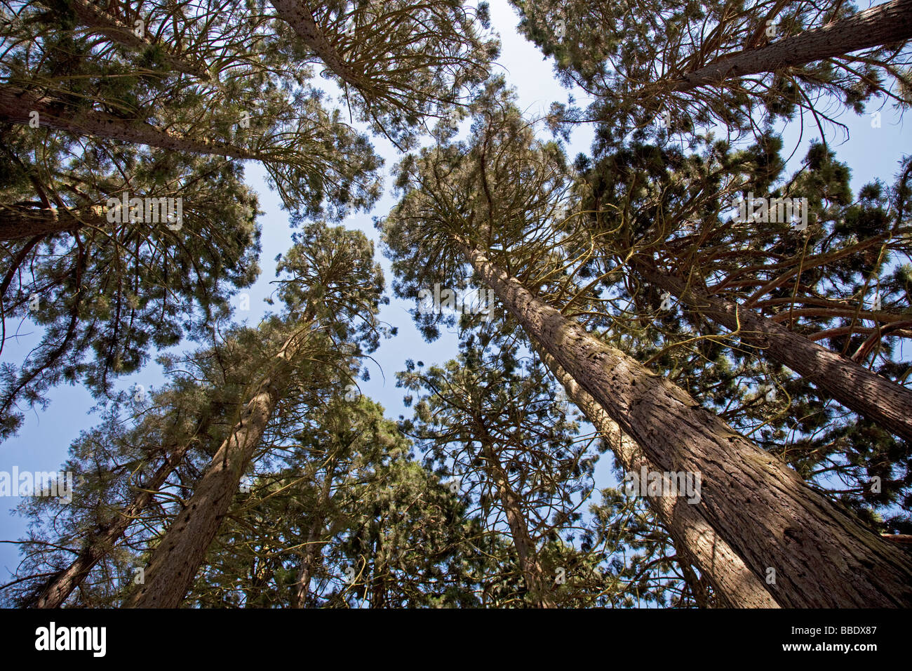 Trees worms eye view hi-res stock photography and images - Alamy