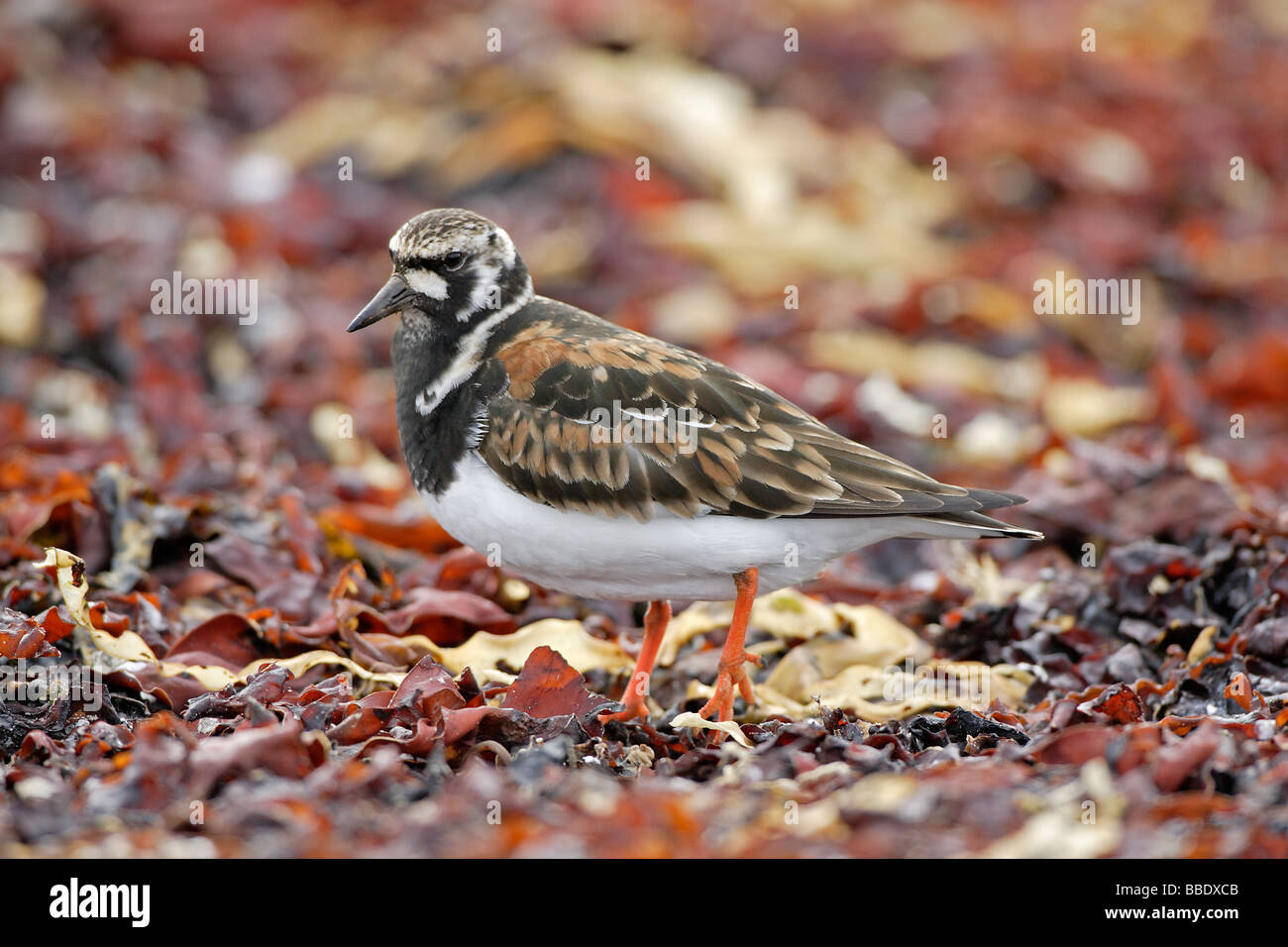 Ruddy Turnstone in Summer Plumage on a beach Stock Photo - Alamy