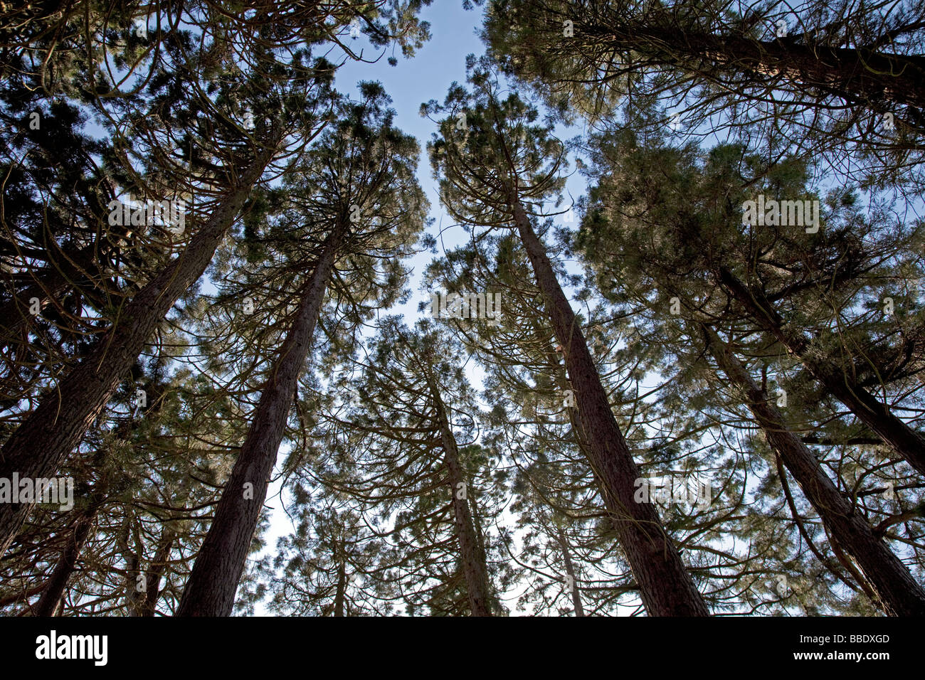 Worms eye view group tall pine trees looking up to sky South Wales UK ...