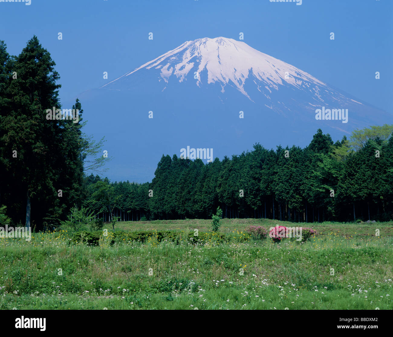 Mt.Fuji And Green Field Stock Photo - Alamy
