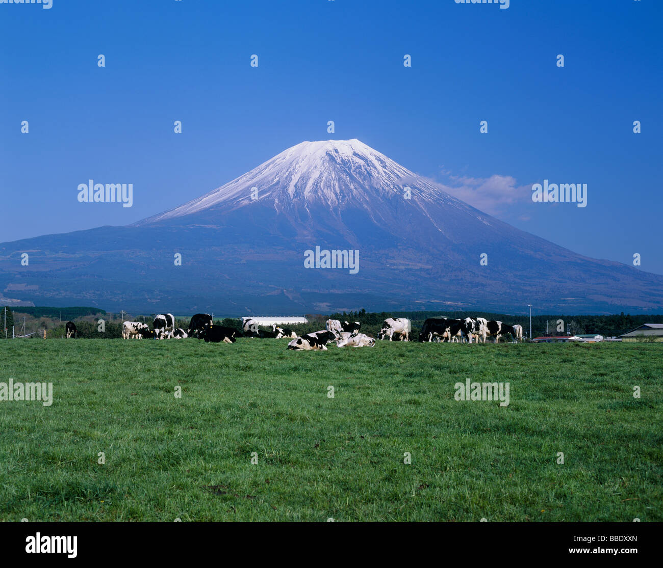 Mt.Fuji And Green Field Stock Photo - Alamy
