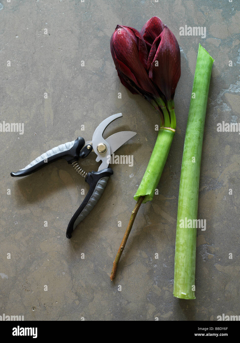 Amaryllis Flower with Clippers and Trimmed Stem Stock Photo - Alamy