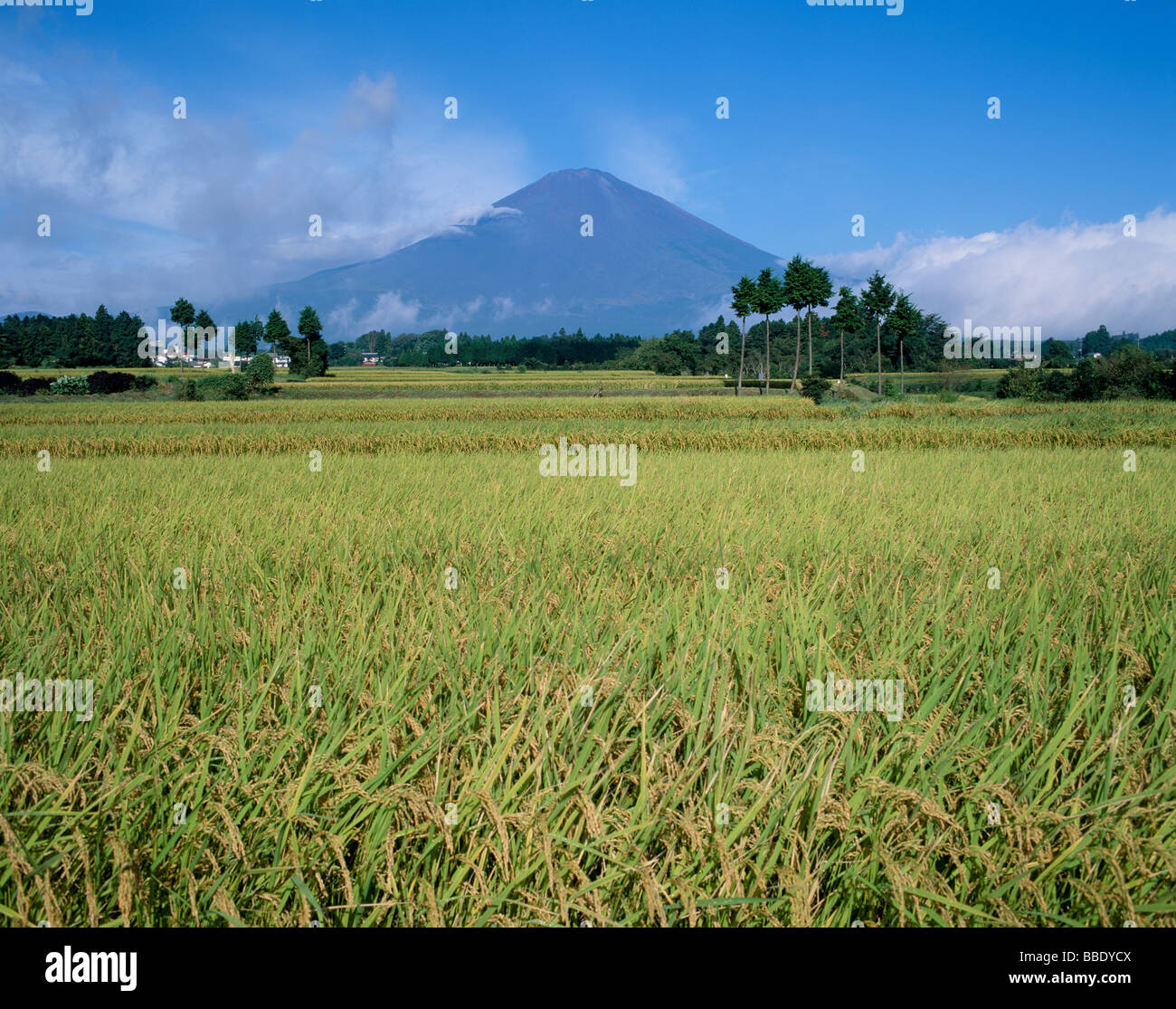 Mt.Fuji And Rice Field Stock Photo - Alamy