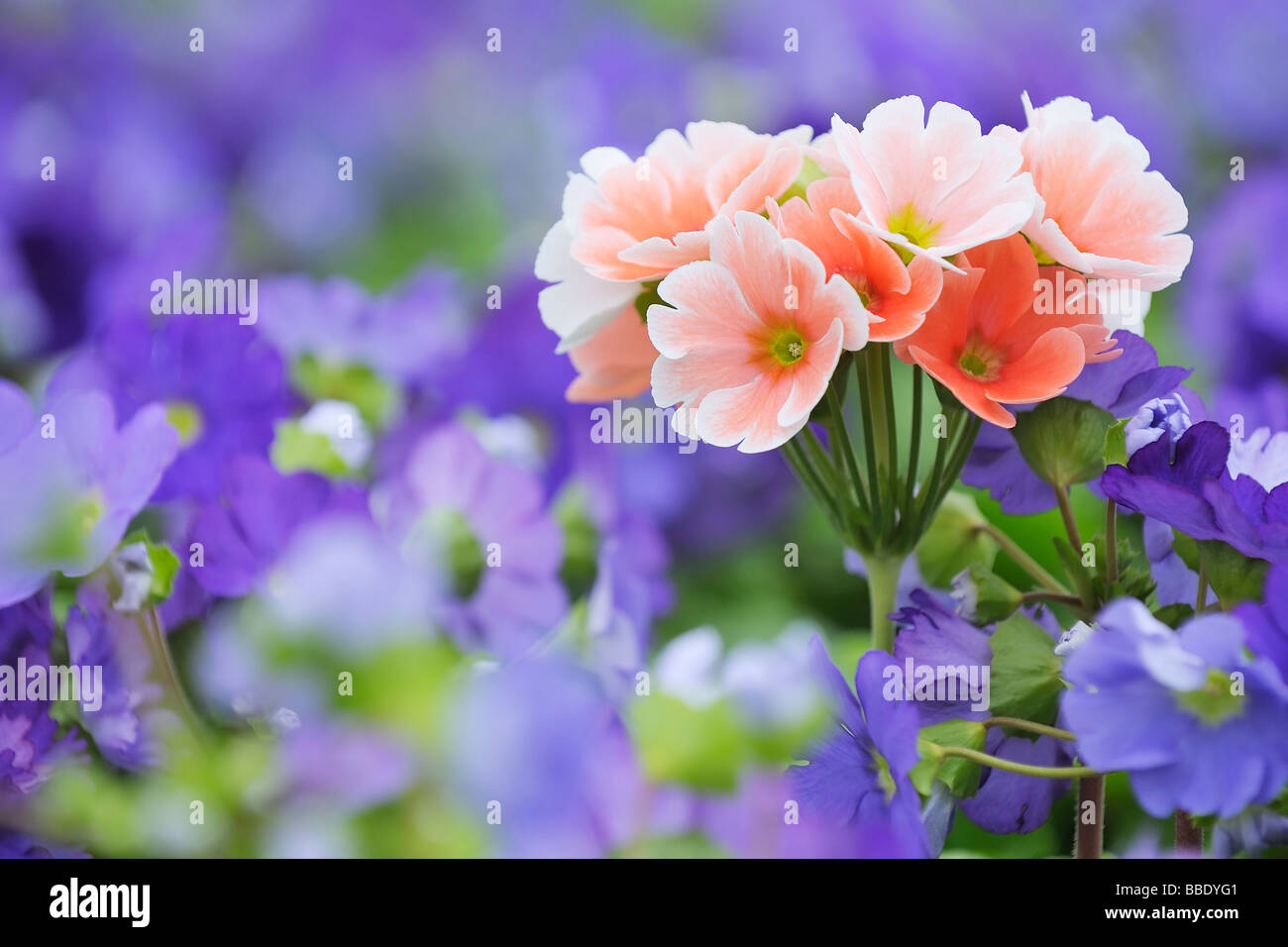 Pink Primroses Amongst Blue Primroses Bavaria Germany Stock Photo Alamy