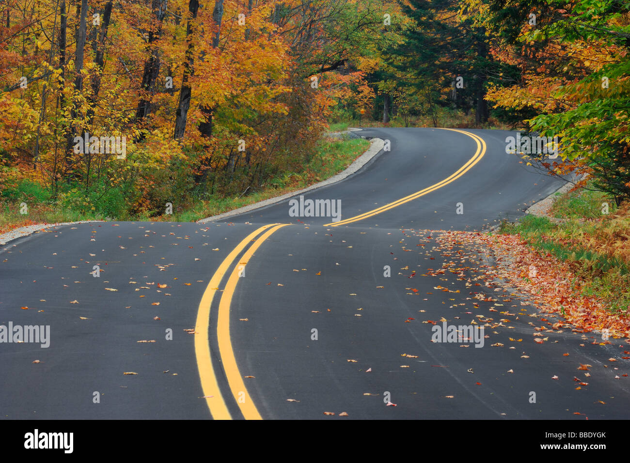 Paved path winding through forest hi-res stock photography and images ...