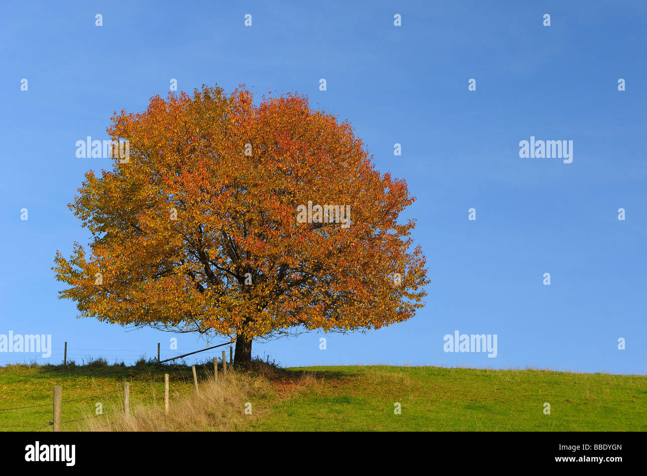 Cherry tree in autumn hi-res stock photography and images - Alamy