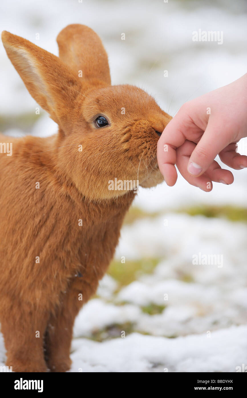 New Zealand Rabbit Sniffing Child's Hand, Baden-Wurttemberg, Germany ...
