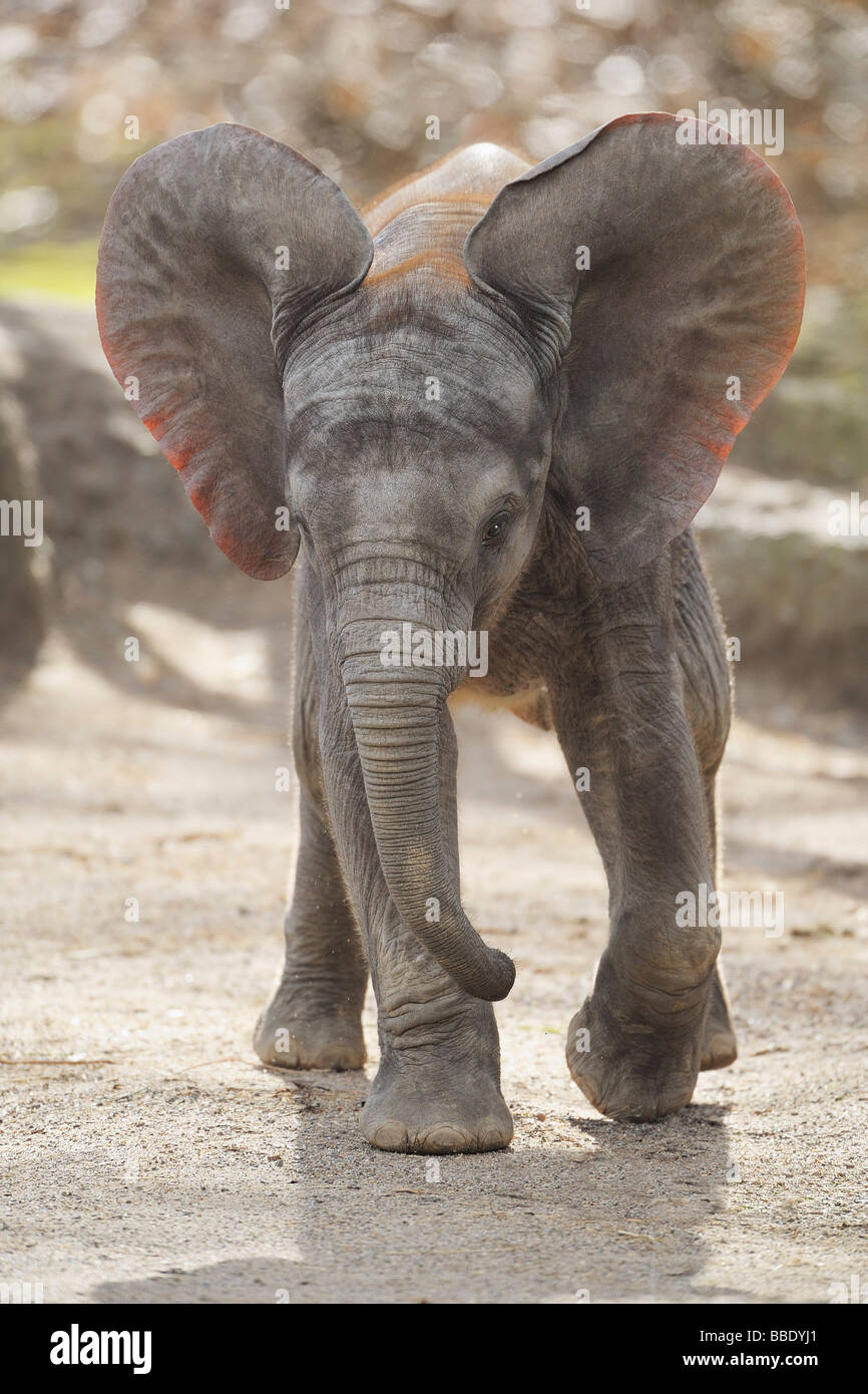African Elephant Calf Stock Photo - Alamy