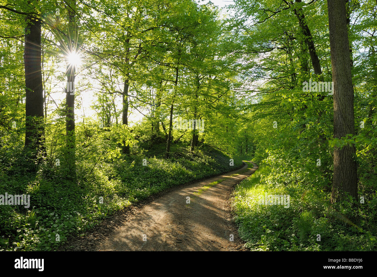 Road Through Forest in Spring, Spessart, Bavaria, Germany Stock Photo ...
