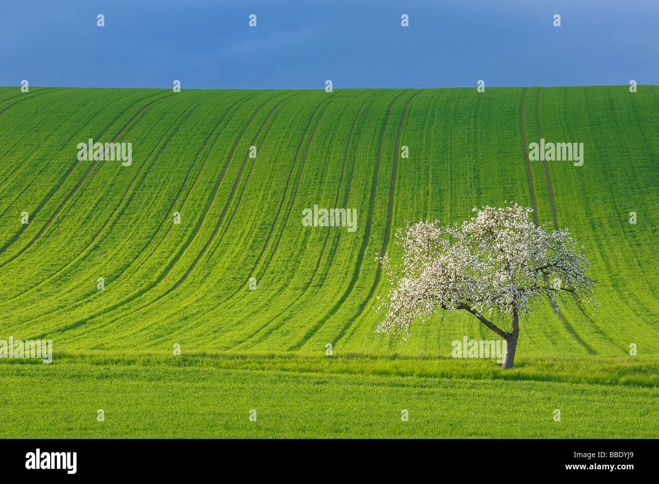 Corn Field and Blooming Apple Tree in Spring, Spessart, Bavaria ...
