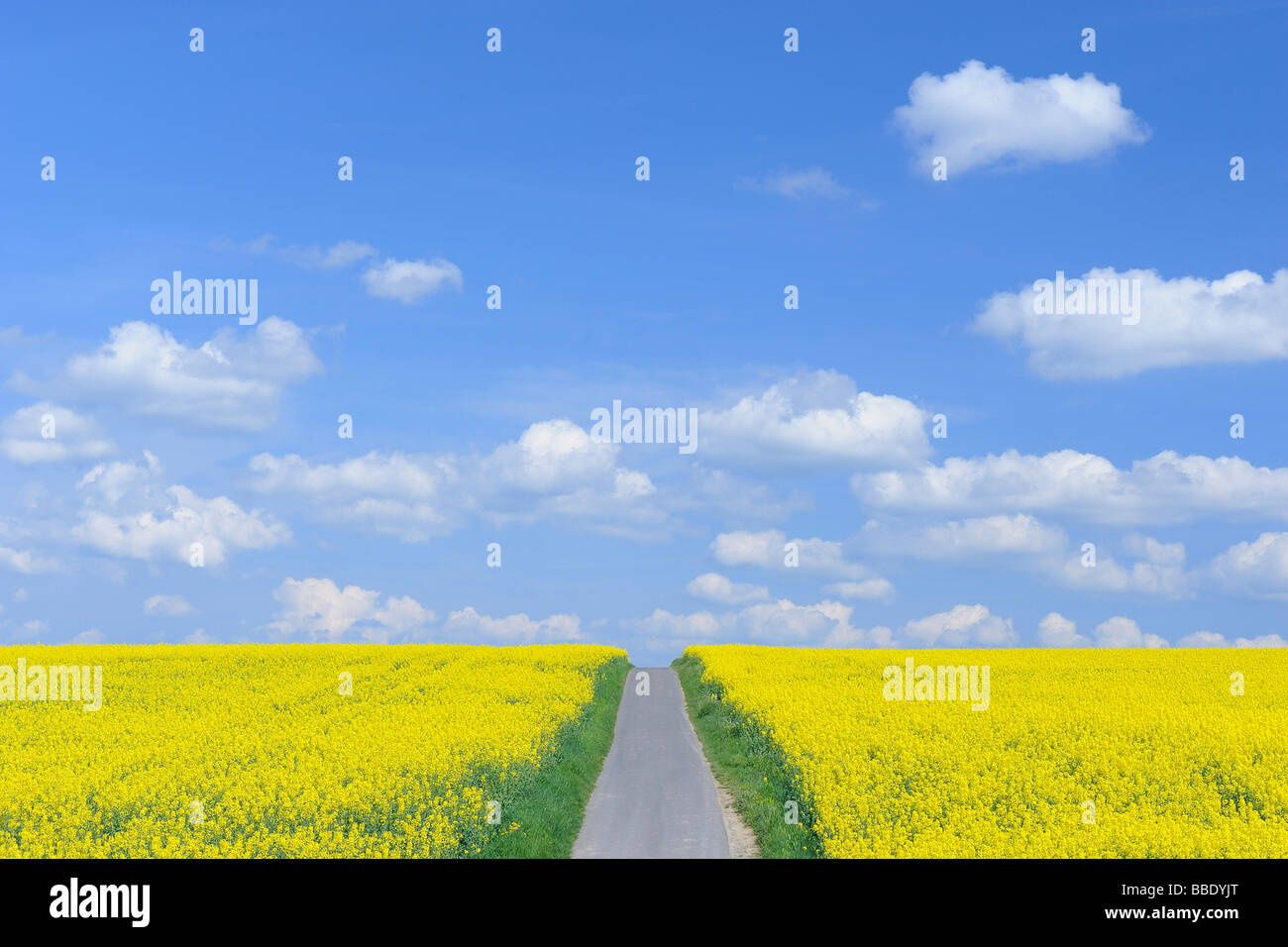 Road Through Rapeseed Field, Bavaria, Germany Stock Photo - Alamy