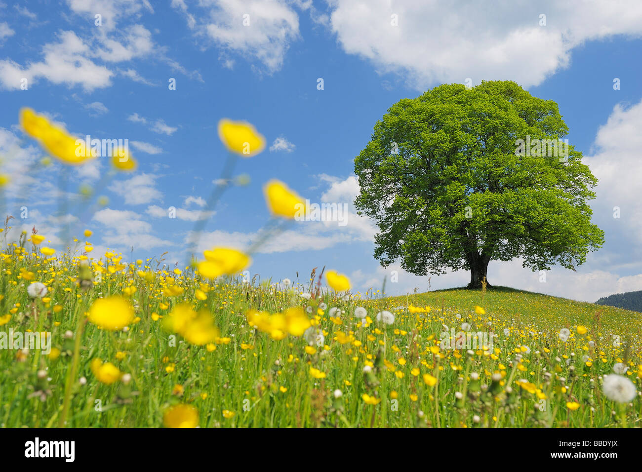 Lime Tree in Field in Spring, Canton of Zurich, Switzerland Stock Photo ...