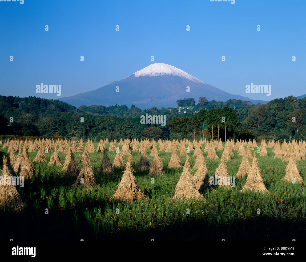 Mt.Fuji And Rice Field Stock Photo - Alamy