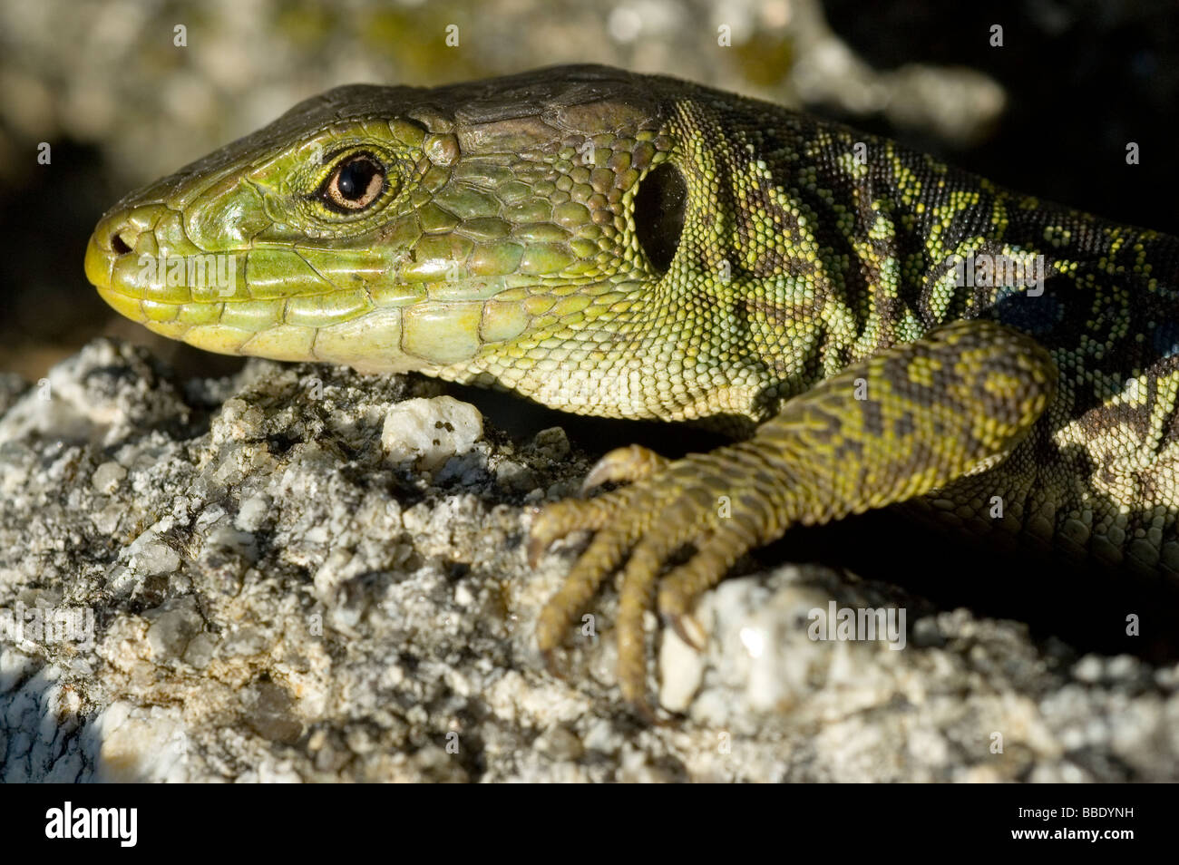 Eyed Lizard or Jeweled Lizard (Lacerta lepida Stock Photo - Alamy