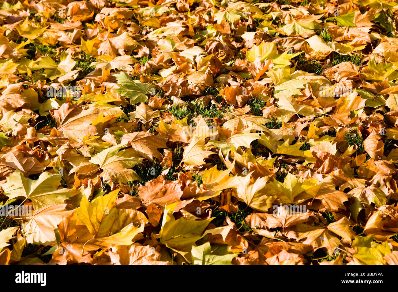 Autumn Leaves on the Ground Stock Photo - Alamy