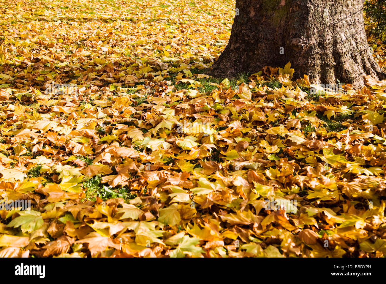 Autumn Leaves on the Ground Stock Photo - Alamy