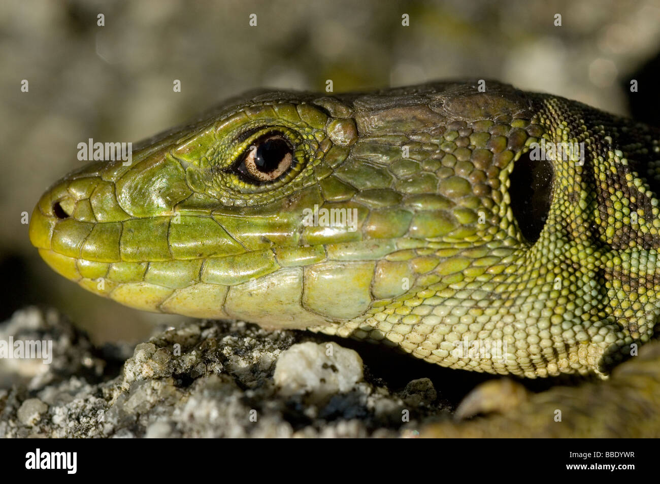 Eyed ocellated lizard timon lepidus hi-res stock photography and images ...