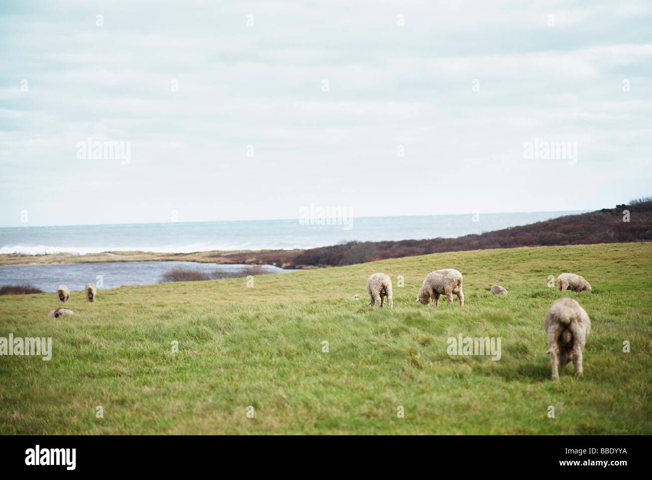 Sheep on Allen Farm, Chilmark, Martha's Vineyard, Massachusetts, USA ...