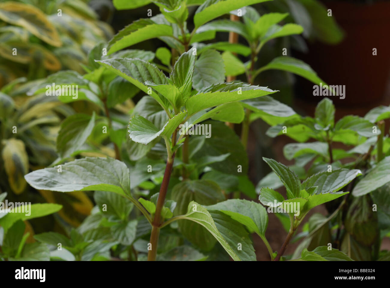 Mentha citrata hi-res stock photography and images - Alamy