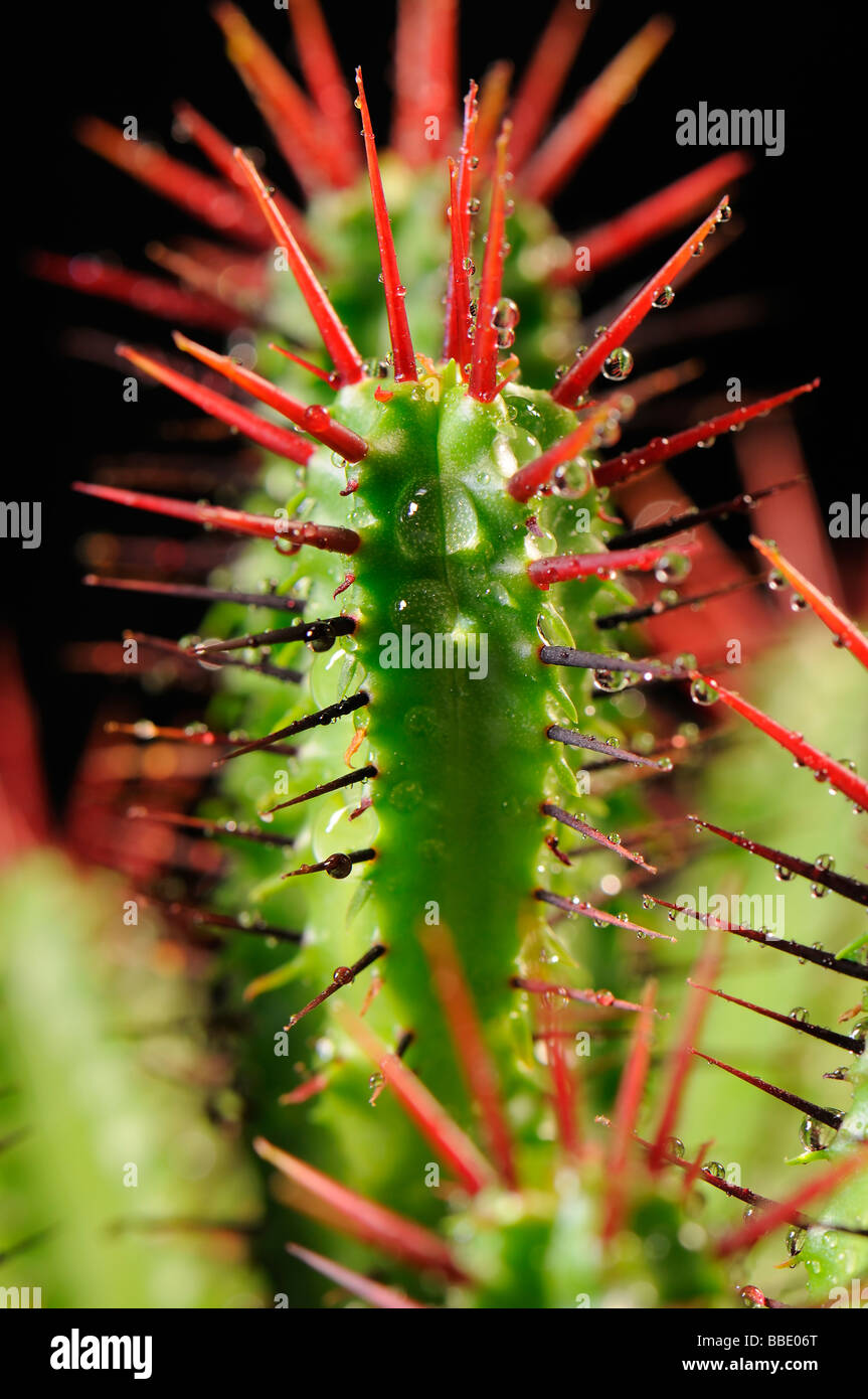 Spiky cactus plant hi-res stock photography and images - Alamy