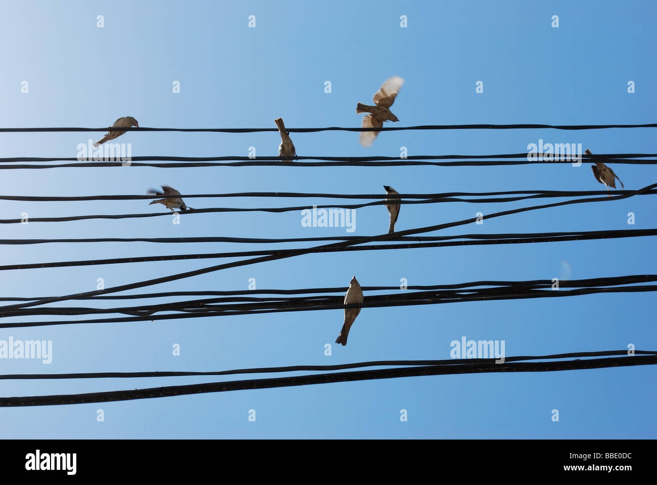 Birds (sparrows) on the wires against blue sky Stock Photo - Alamy