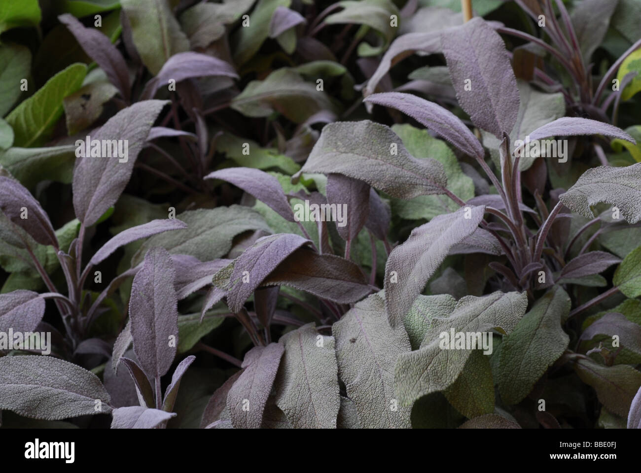 Salvia officinalis "Purpurea", Lamiacee Stock Photo - Alamy