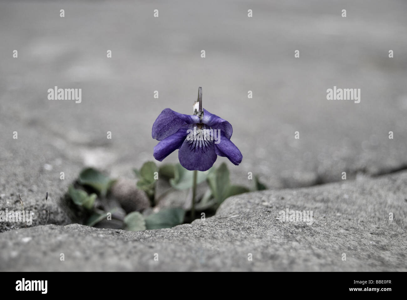 Desaturated Colour High Resolution Stock Photography and Images - Alamy