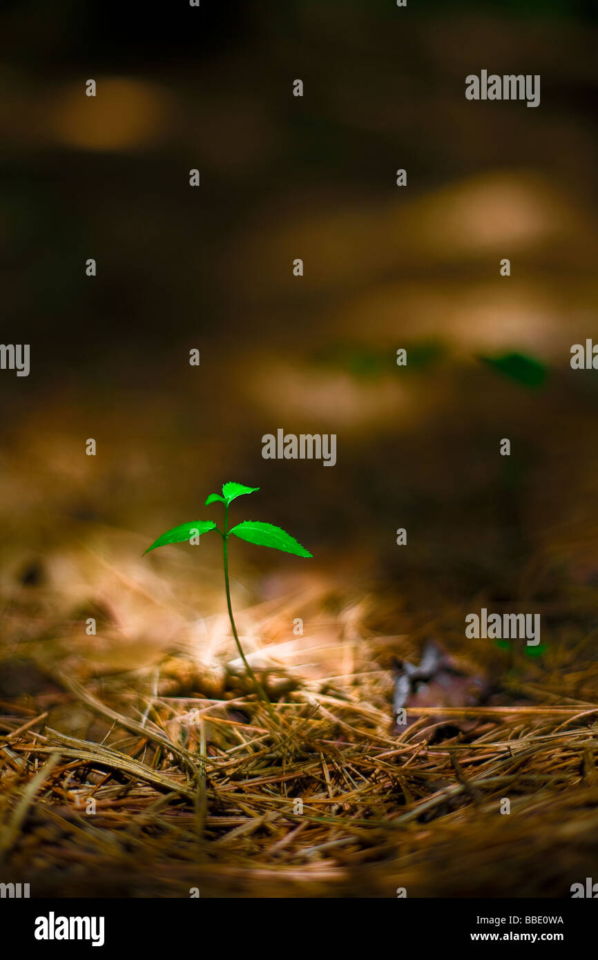 Lonely plant rising to sunlight Stock Photo - Alamy