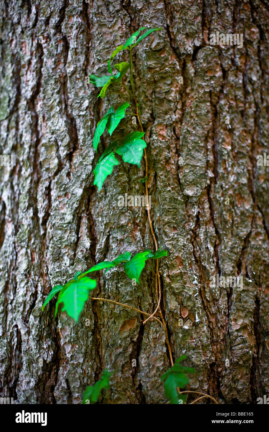 Plant growing up on the tree Stock Photo - Alamy
