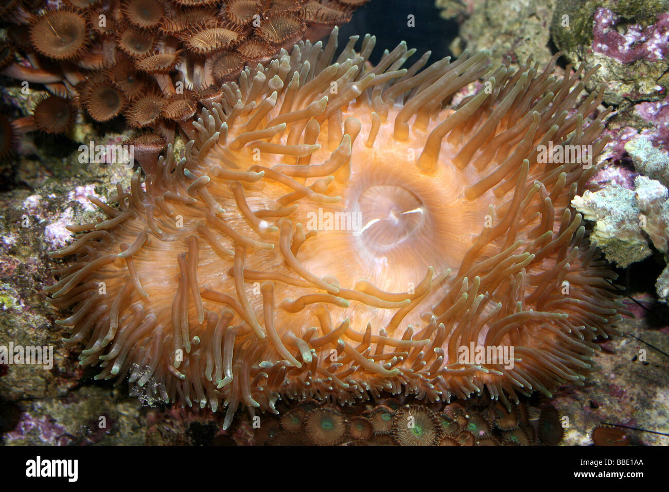 Colourful Giant Anemone Stock Photo - Alamy