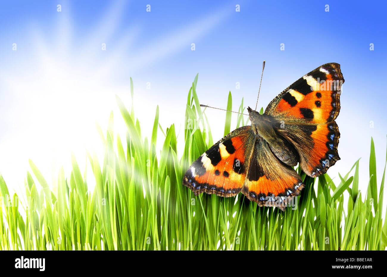 Butterfly sun hi-res stock photography and images - Alamy