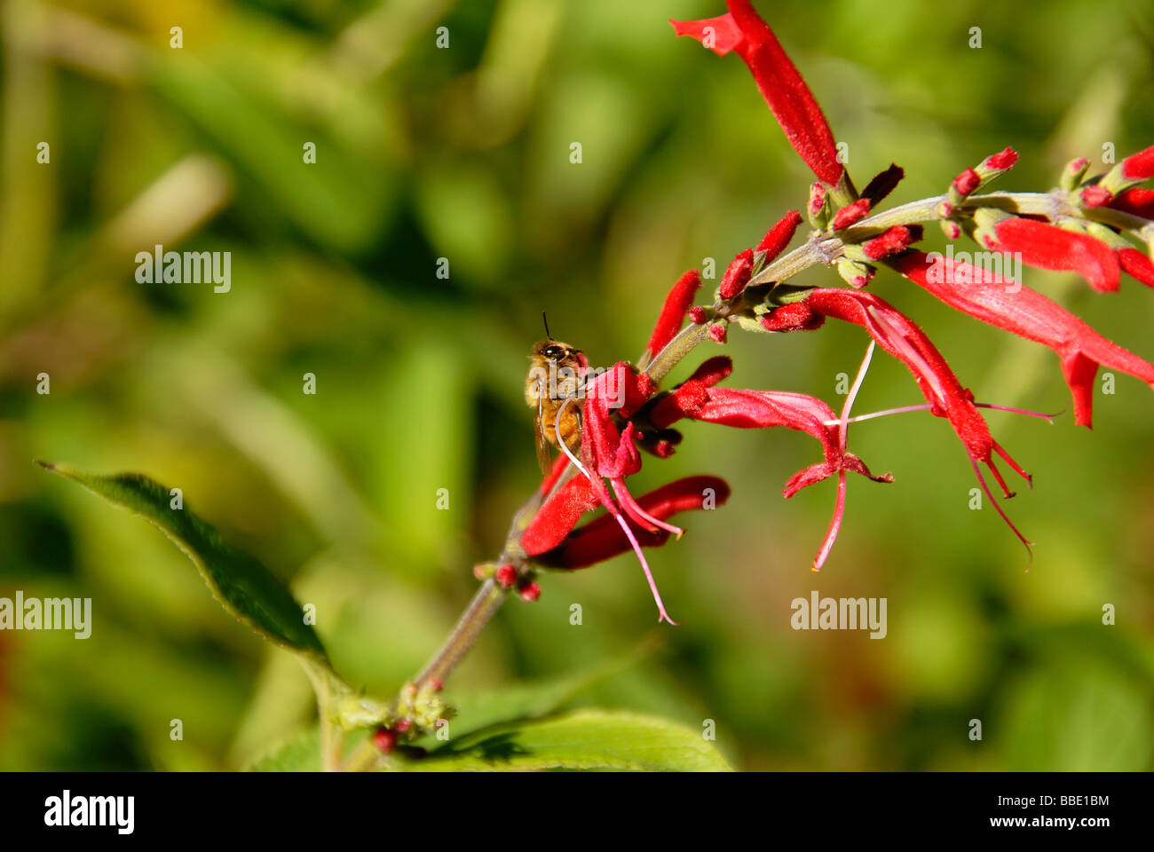 little red flower growing in herb garden Stock Photo - Alamy